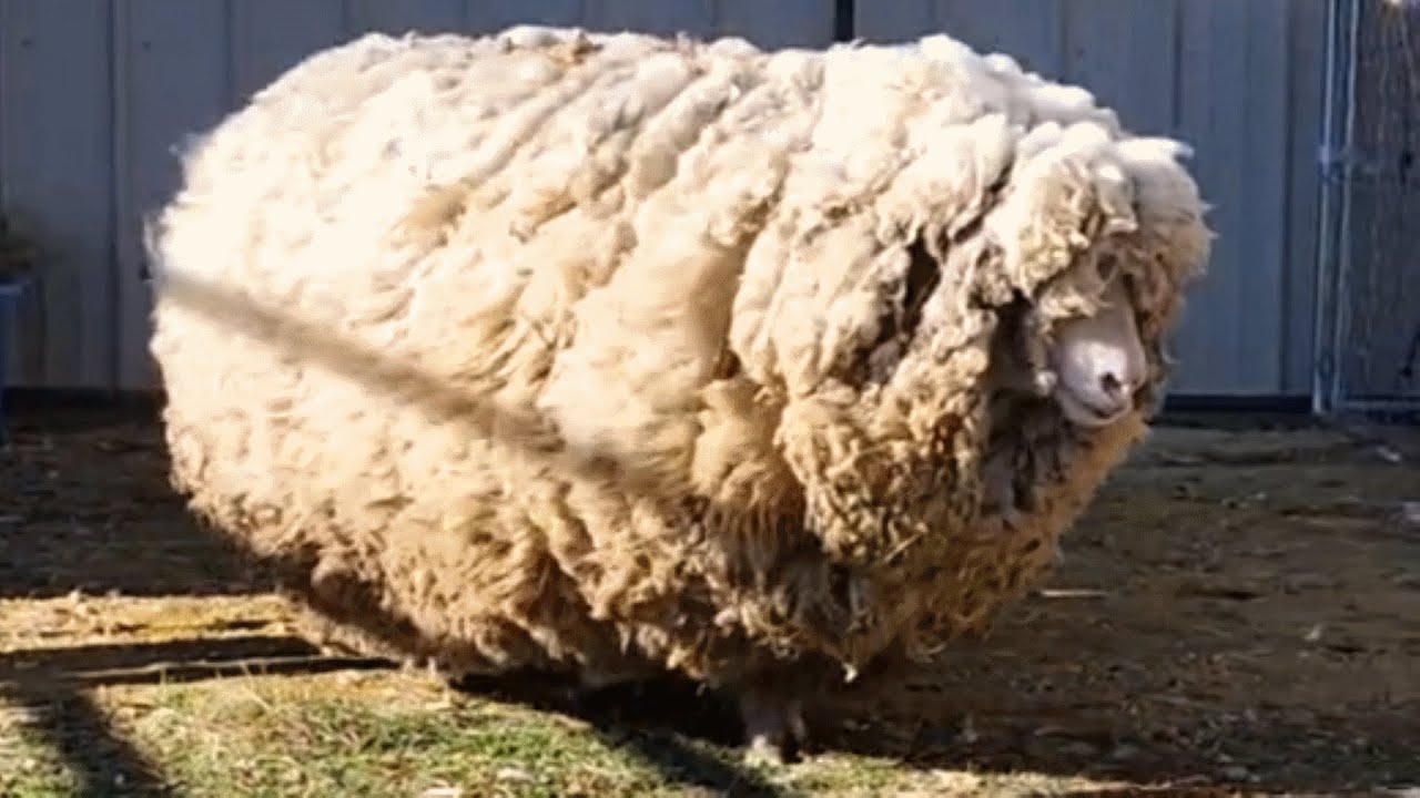A Neglected Sheep With No Friends - NetHugs.com